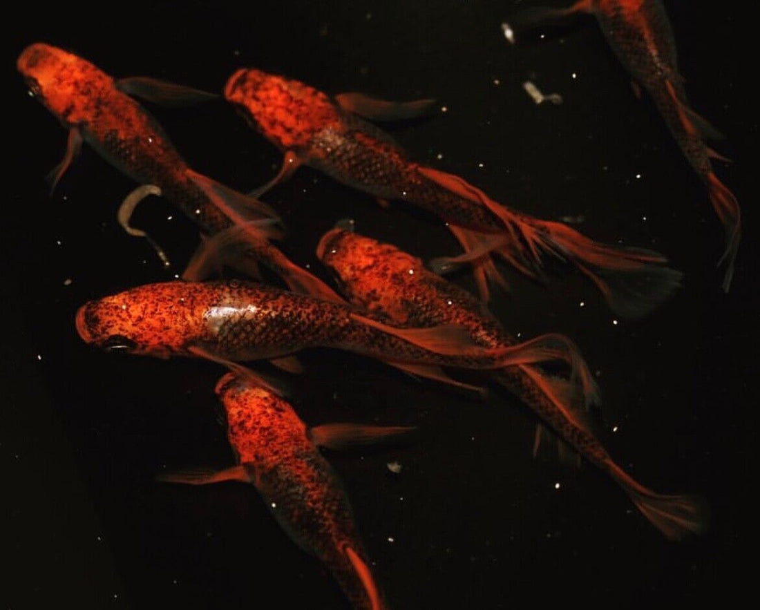 Dragon Medaka Ricefish – Medaka Canada