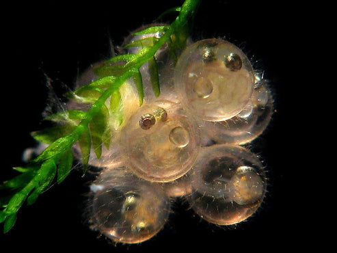 Medaka Japanese Orange Ricefish Eggs – Medaka Canada