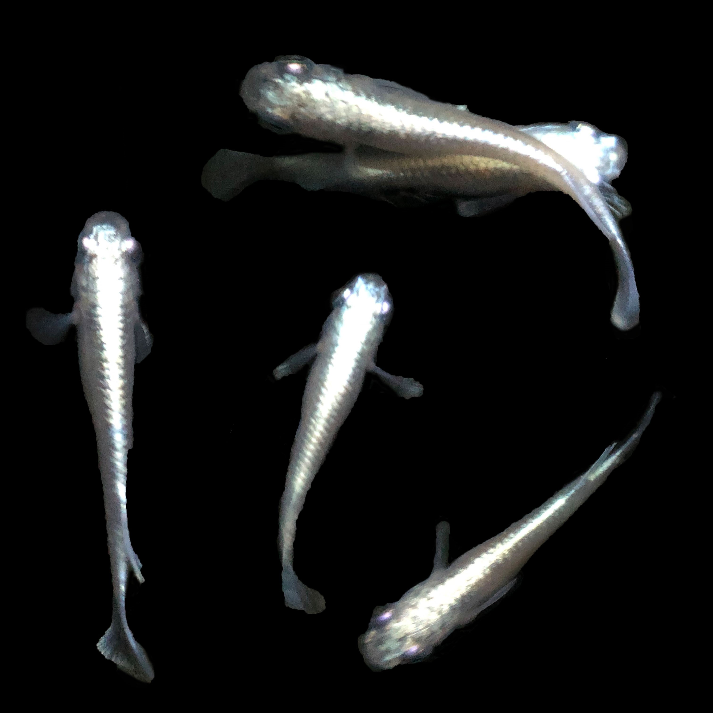 Platinum Japanese Medaka Rice Fish – Medaka Canada